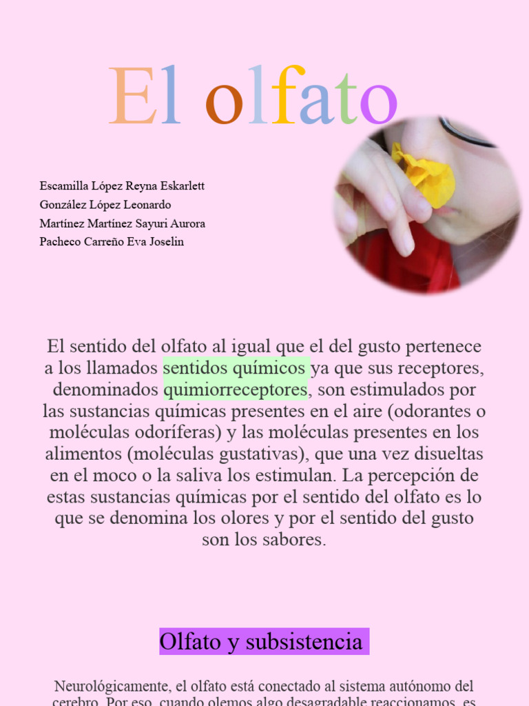 El Olfato | PDF | Gusto | Sistema límbico