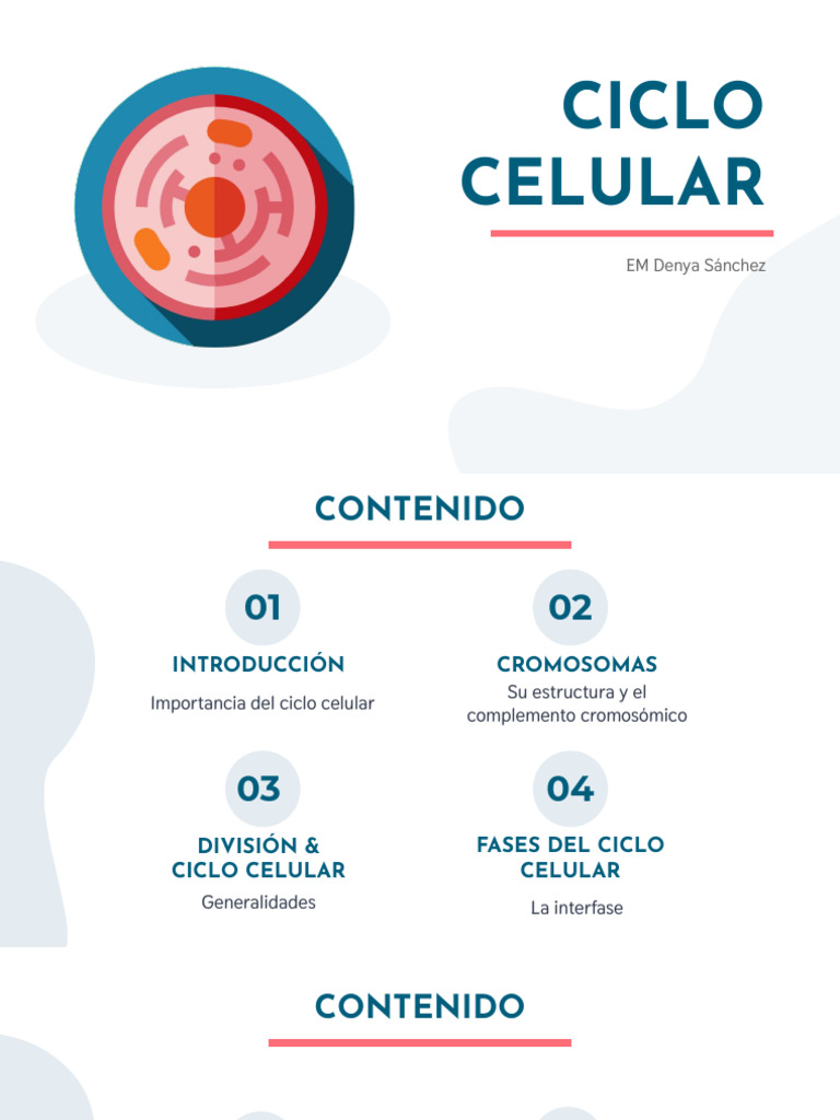 Ciclo Celular | PDF | Mitosis | P53