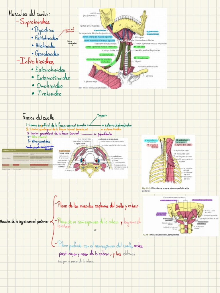 Resumen de Los Musculos Del Cuello | PDF | Anatomía | Cabeza y cuello humanos
