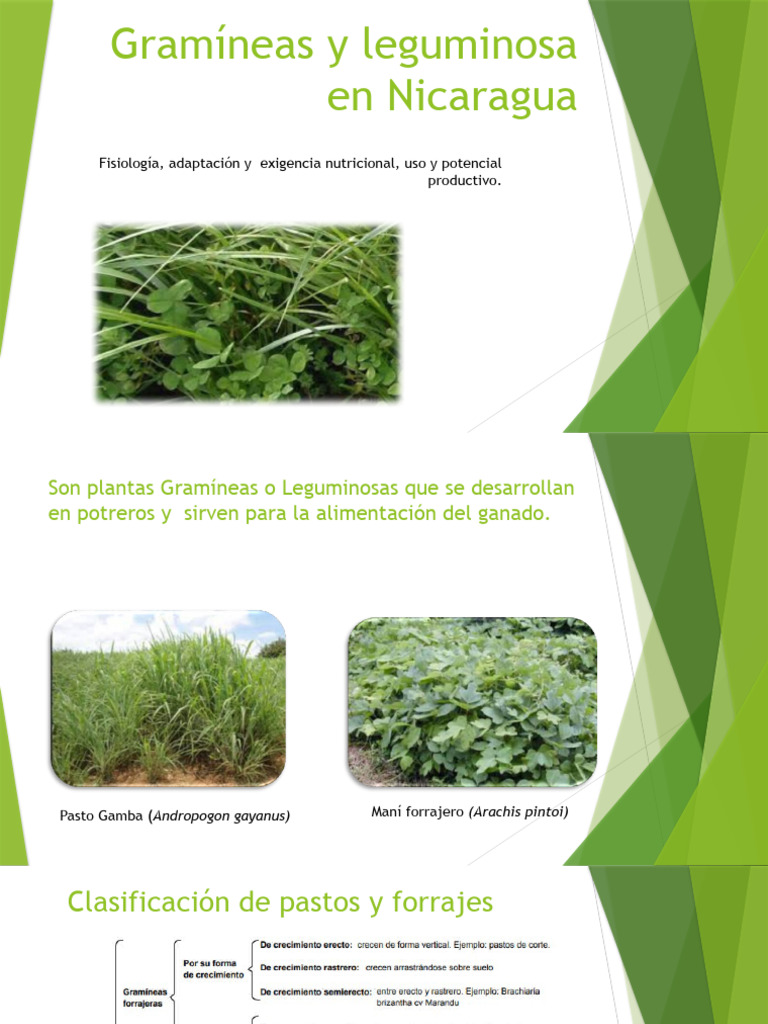 Gramíneas y Leguminosa en Nicaragua | PDF | Hogar, jardinería y bricolaje | Salud y bienestar
