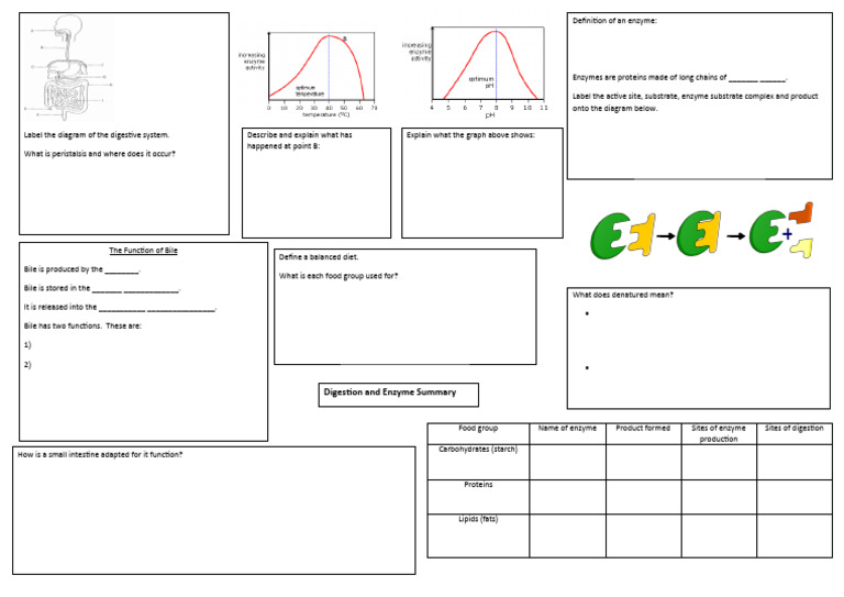 Enzymes and Digestion Revision Sheet | PDF | Digestion | Enzyme