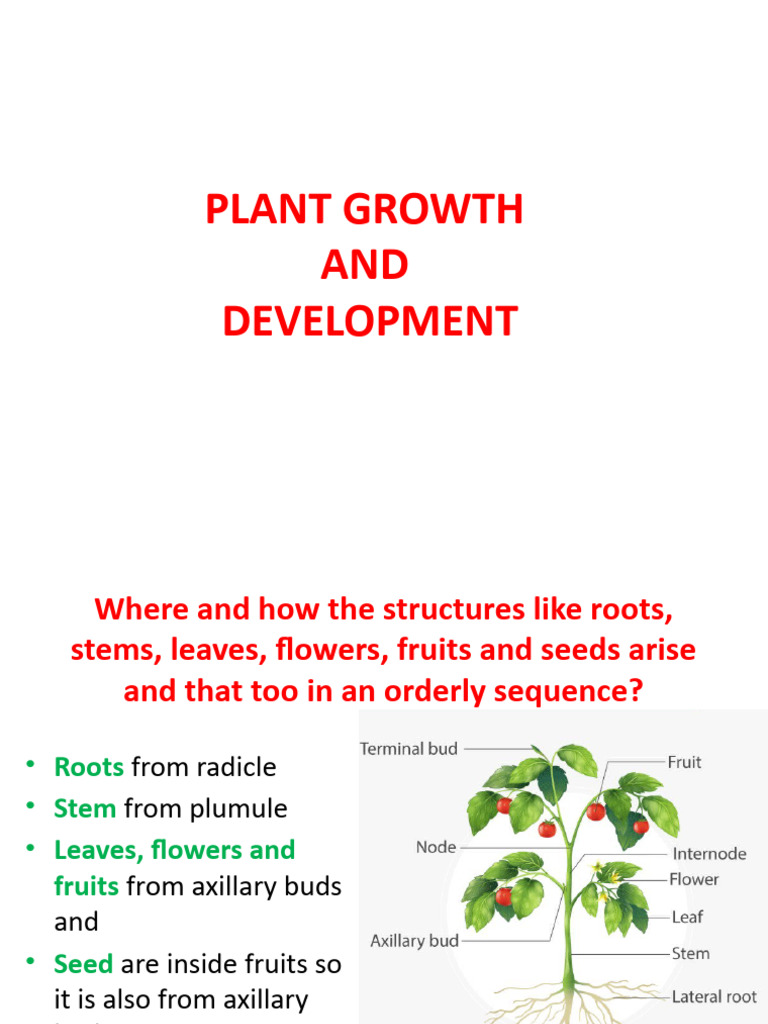 Plant Growth and Development | PDF | Plant Hormone | Seed