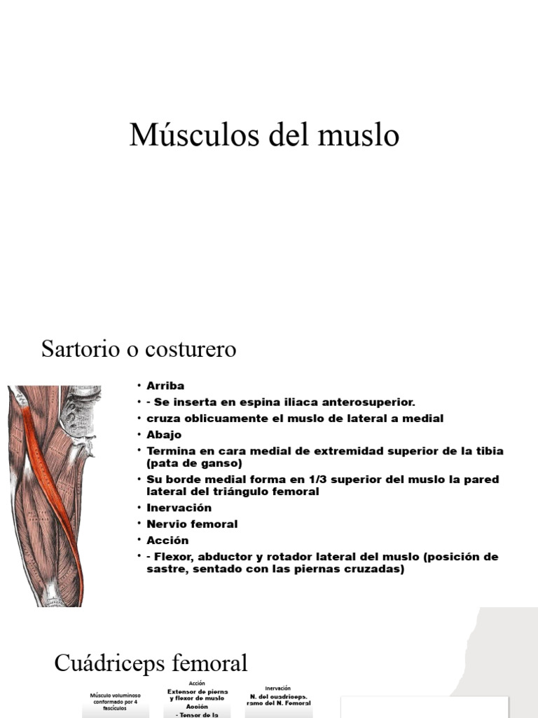 Músculos Del Muslo | Descargar gratis PDF | Anatomía del miembro ...
