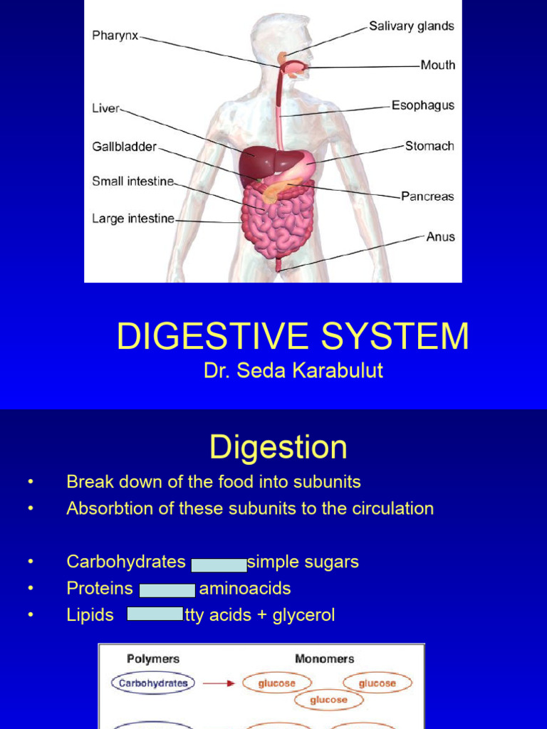 Lesson 1 - Digestive System 1 | PDF | Human Tooth | Gastrointestinal Tract
