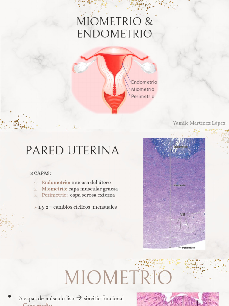Funciones del Miometrio y Endometrio | PDF | Ciclo menstrual | Menstruación