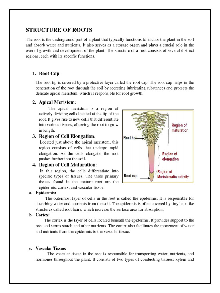 Structure of Roots-1 | PDF | Root | Tissue (Biology)