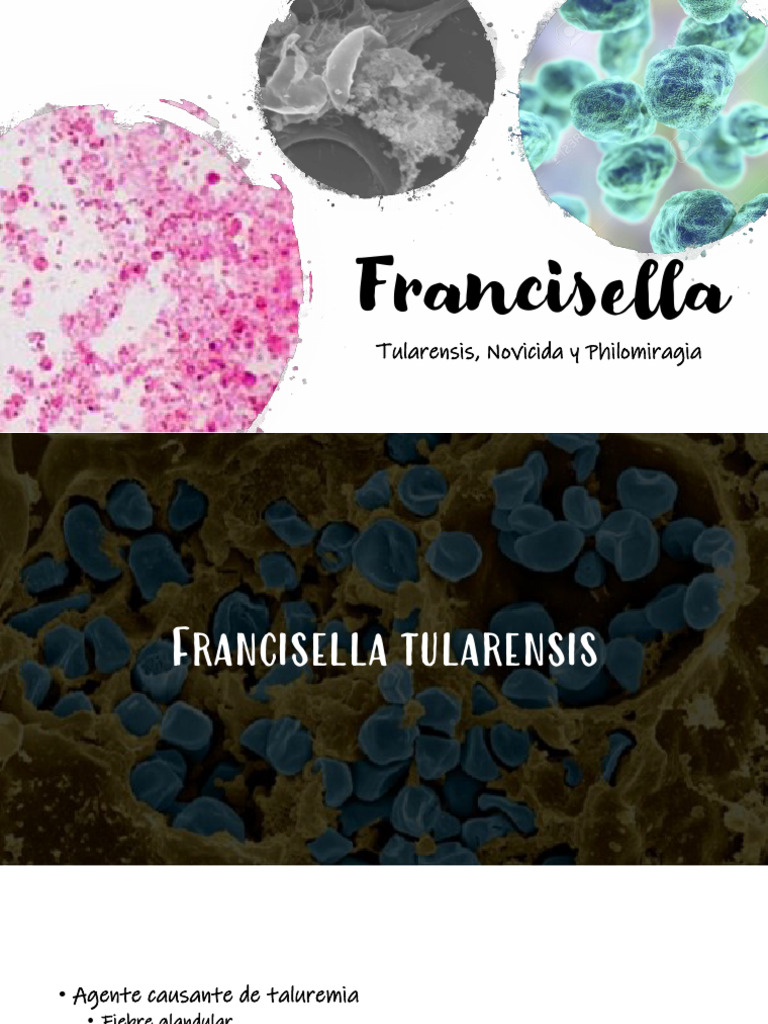 Francisella tularensis: Epidemiología y Tratamiento | PDF ...
