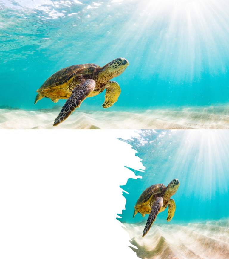 Presentación Tortuga Marina | PDF