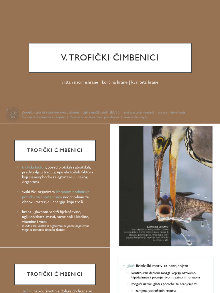 05 Trof Cimbenici | PDF