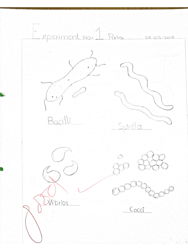 Maham Biology Practical Note Book | PDF