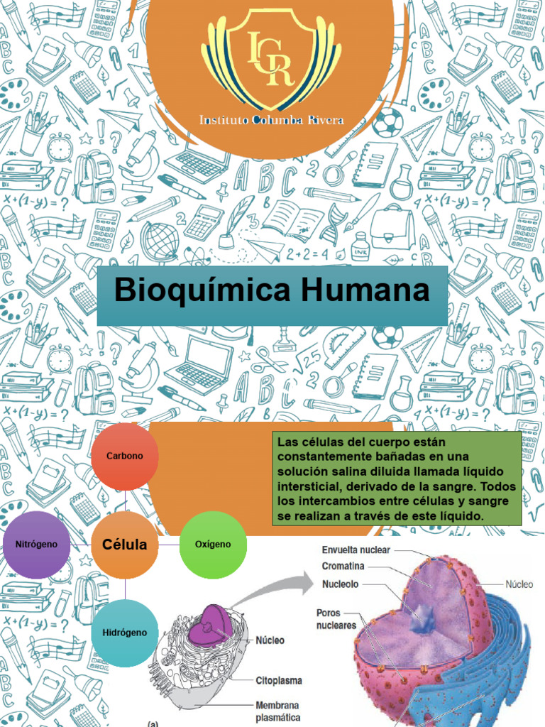 Bioquímica Humana | PDF