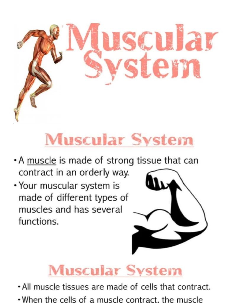 Muscular System | PDF