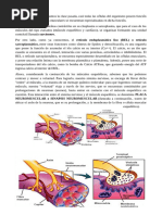 Función y Mecanismo de Bombas de Calcio | PDF | Calcio | Membrana celular