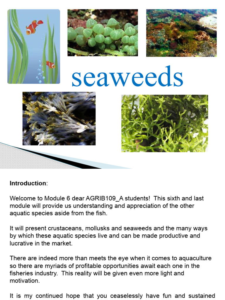 Seaweeds 1 | PDF