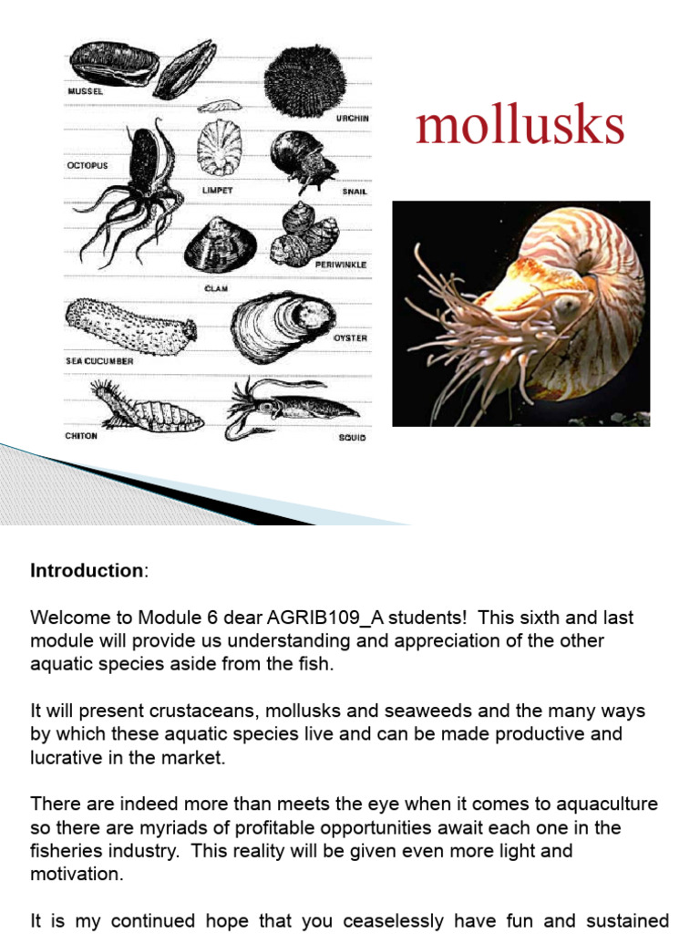 Mollusks | PDF | Mollusca | Bivalvia