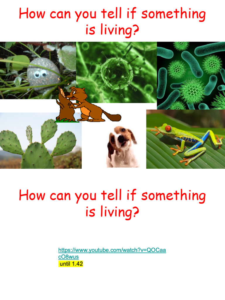 MRS Gren | PDF | Cell (Biology) | Organisms