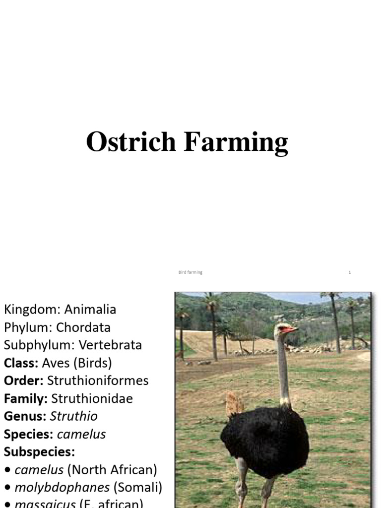 Ostrich farming | PDF | Birds | Chicken