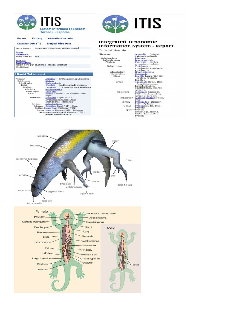Lampiran Kadal | PDF