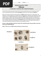 Mitosis Phases - Virtual Microscope Project | PDF | Mitosis | Anatomy