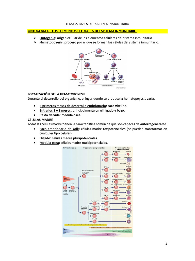 Tema 2. Bases Del Sistema Inmunitario | PDF | Linfocitos | Hematopoyesis
