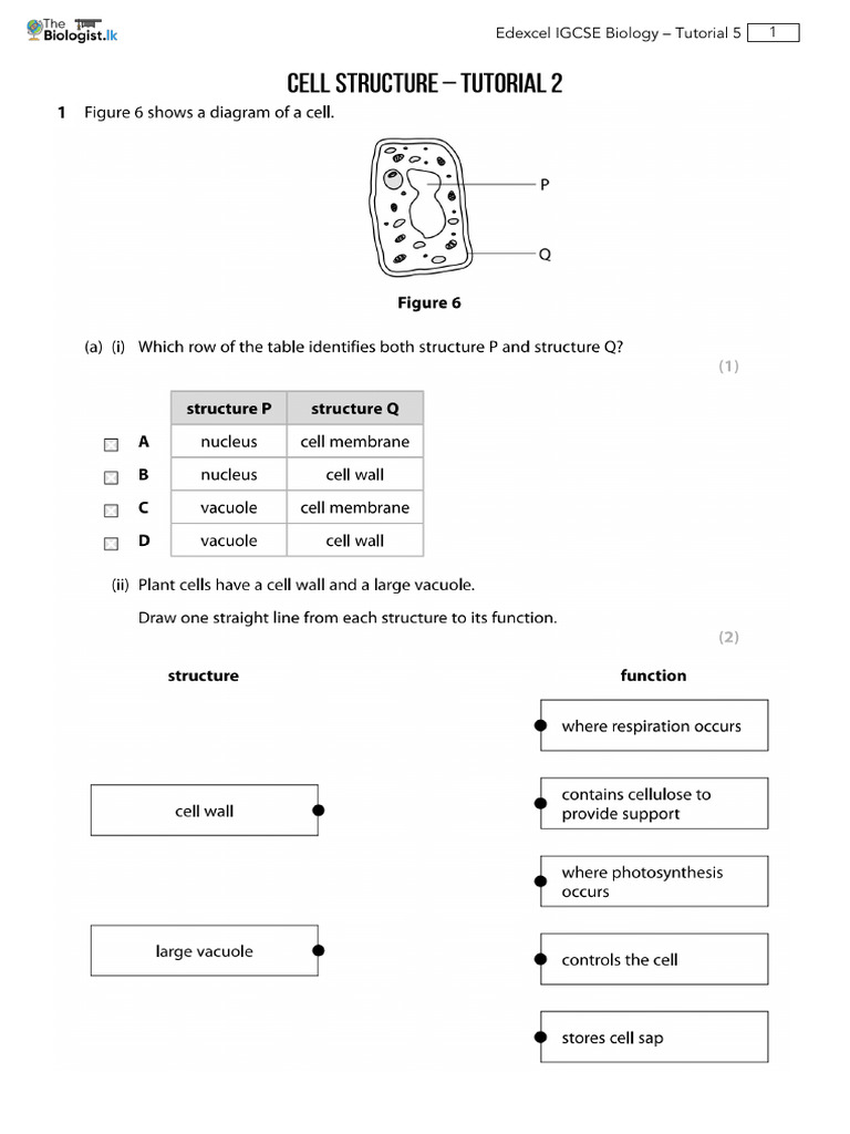 5 - Cell Structure | PDF