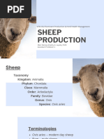 All About Sheep | PDF