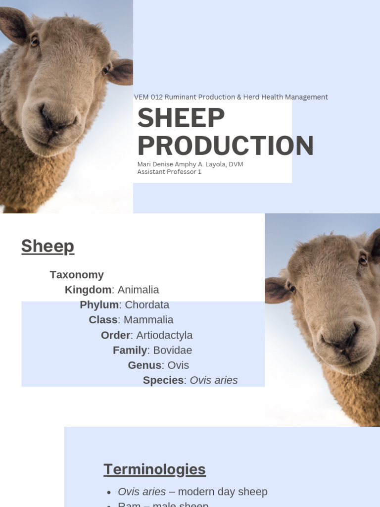 VEM-12 Sheep Production | PDF | Sheep | Ovis