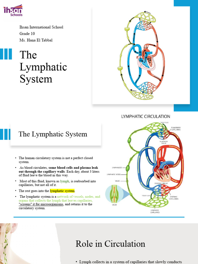 The Lymphatic System | PDF | Lymphatic System | Lymph