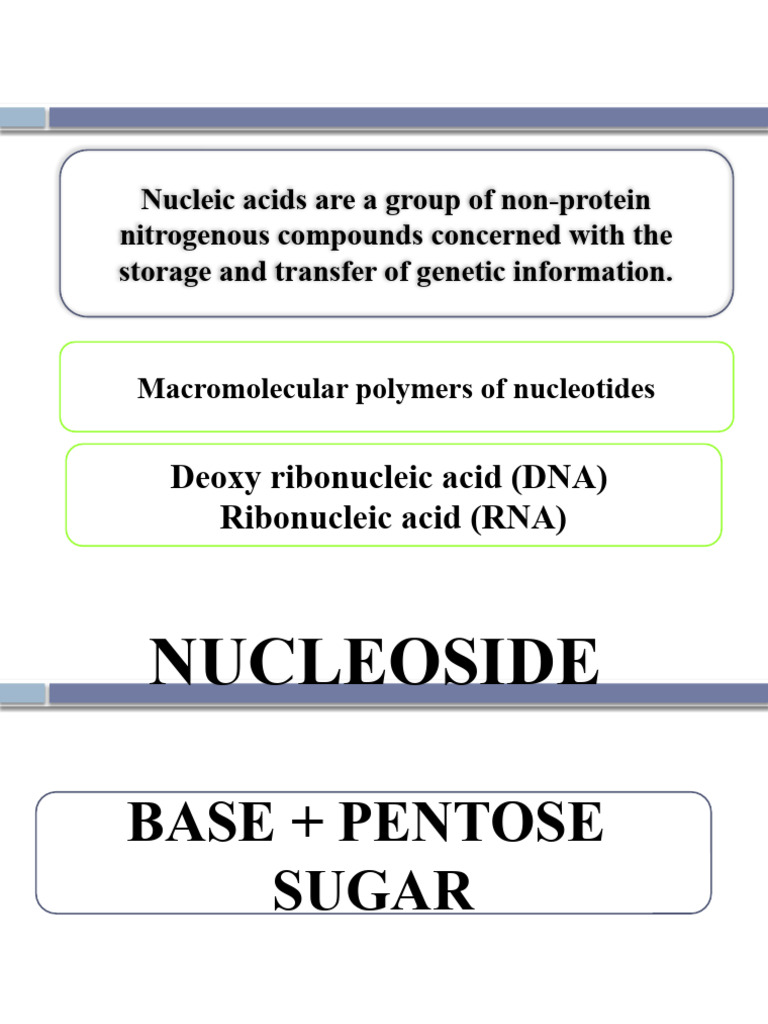 Biochemistry Nucleic Acid | PDF | Nucleotides | Rna