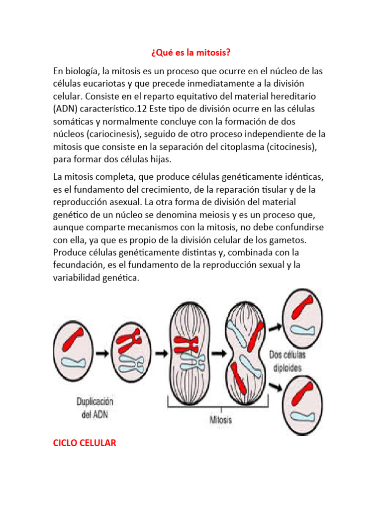 Qué Es La Mitosis | PDF | Mitosis | Átomos