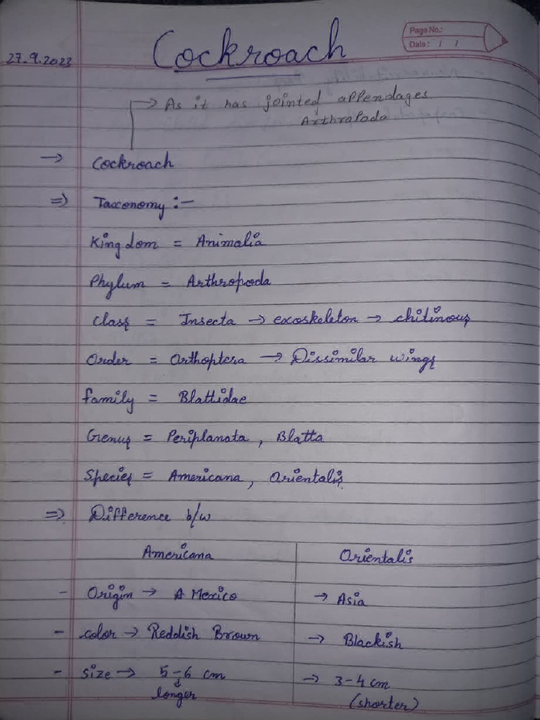 Cockroach | PDF | Morphology (Biology) | Animal Anatomy