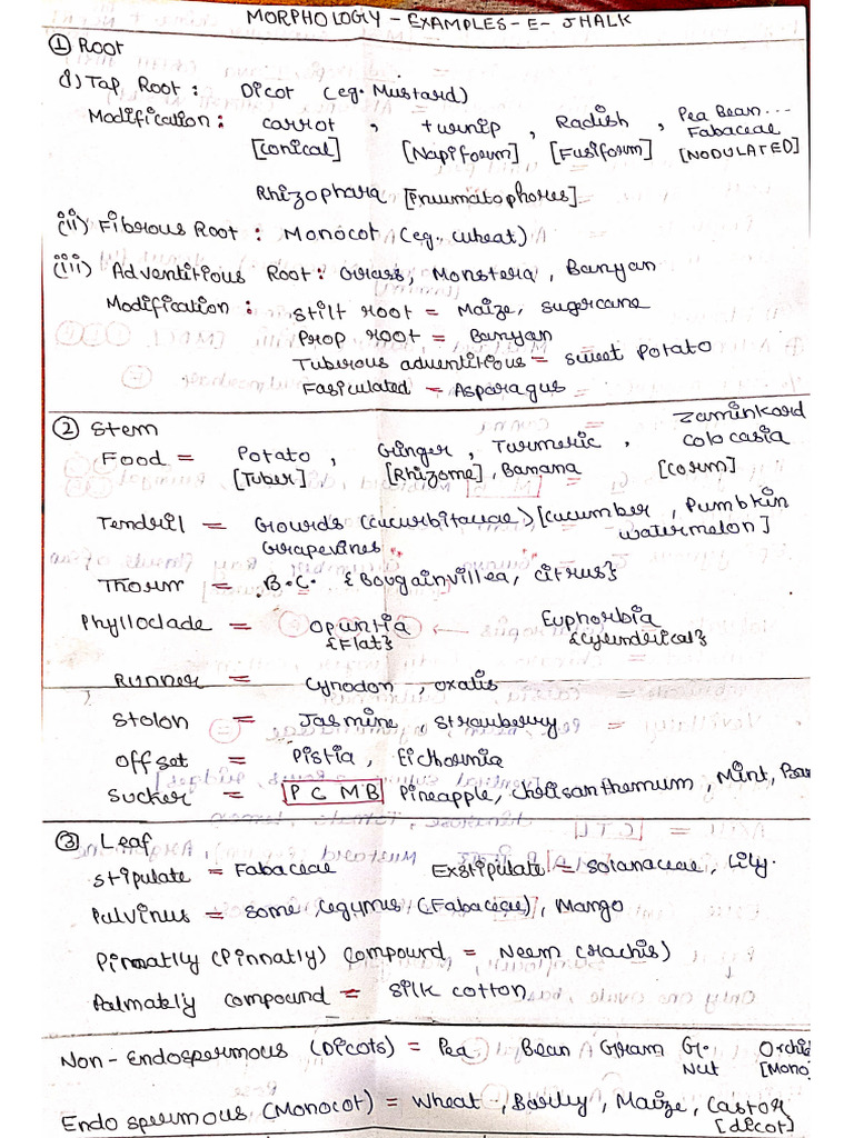 MORPHOLOGY Examples Short Notes20221225114022000 | PDF