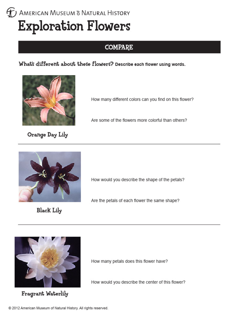 Exploration Flowers | PDF | Flowers | Petal