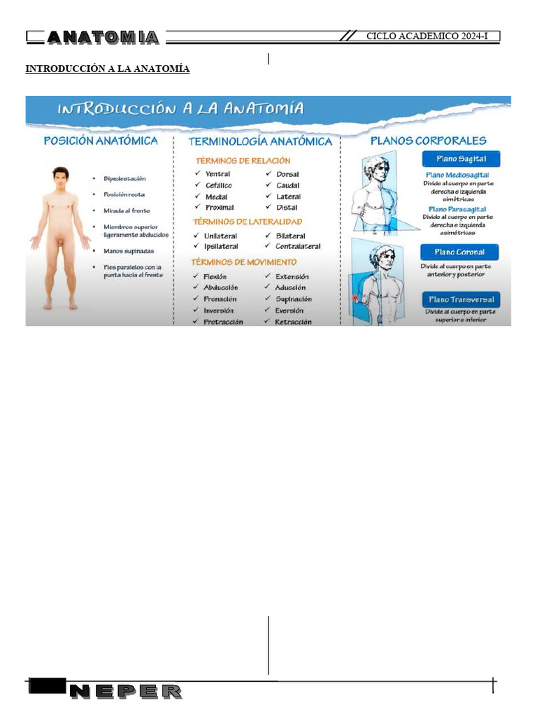 Anato I Introduccion A La Anatomía | PDF | Sinapsis | Músculo esquelético