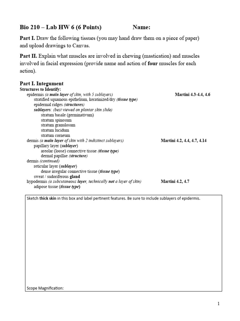 Lab HW 6 Integument and Muscles of Head | PDF | Skin | Integumentary System