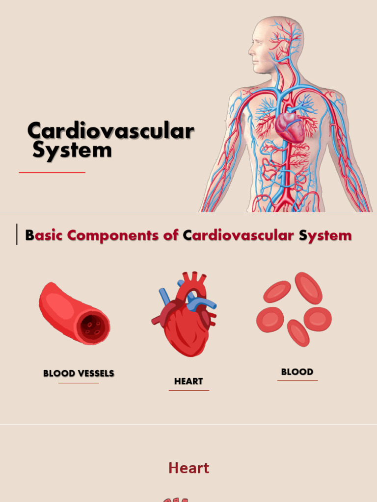 cv system | PDF | Heart Valve | Blood