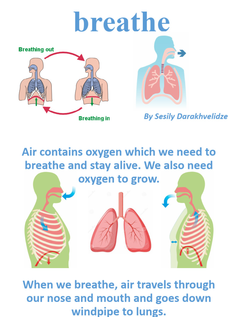 Understanding How We Breathe | PDF