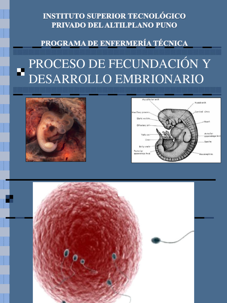 12 Fecundacion | PDF | Embrión | Parto