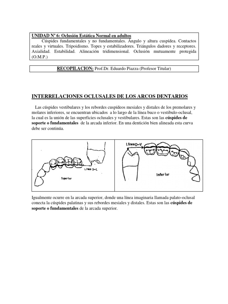 Oclusion_estatica_Normal_en_Adultos | PDF | Anatomia dental | Ramas de ...