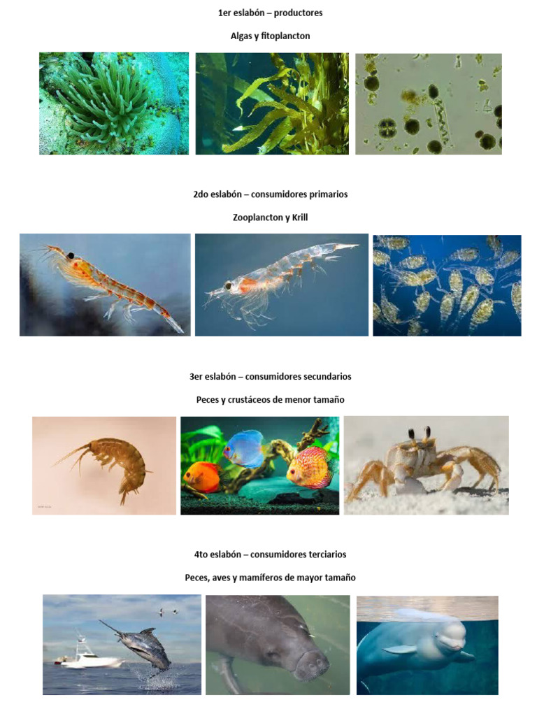 Cadena Alimenticia Del Mar | PDF