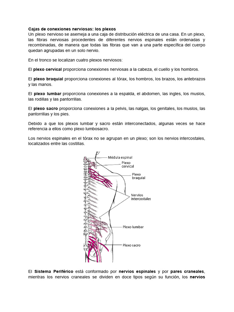 PLEXOS | PDF | Nervio | Médula espinal