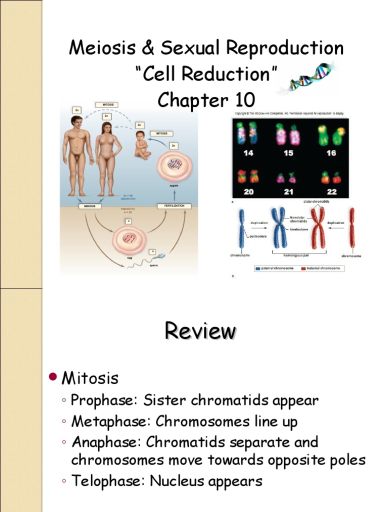 Meiosis & Sexual Reproduction "Cell Reduction": Mitosis 2n 2n | PDF ...