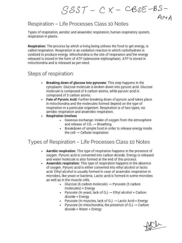 Notes Respiration | PDF | Cellular Respiration | Respiratory Tract