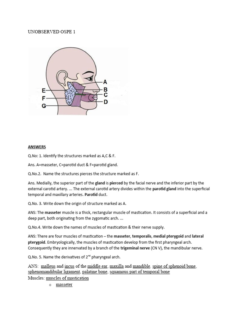 Anatomy Ospe | PDF | Larynx | Human Anatomy