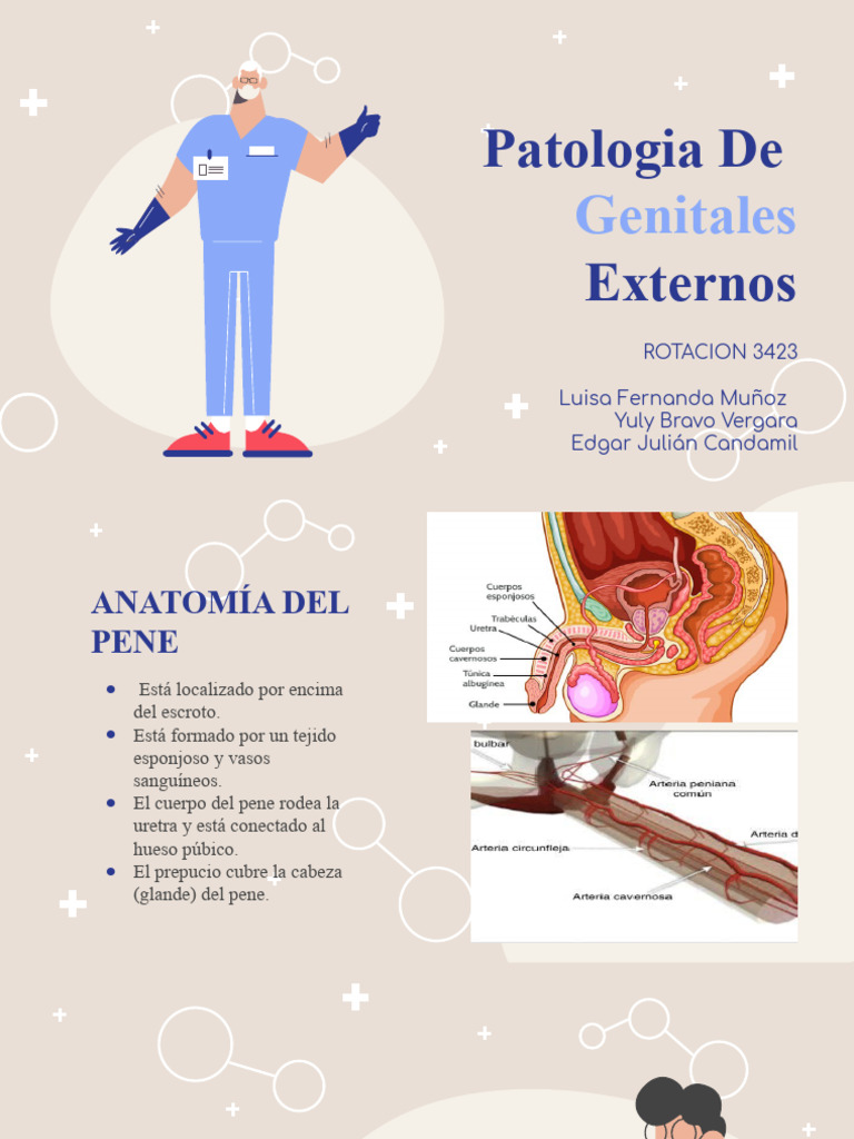 Prispismo y Surco Balanoprepucial | PDF | Testículo | Disfunción eréctil