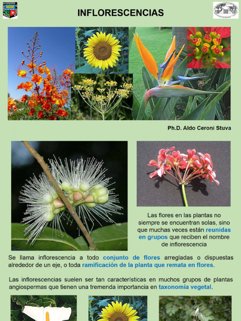 Inflorescencias | PDF