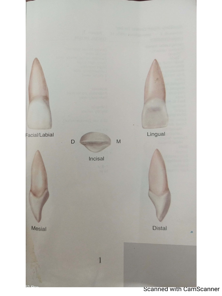 Tooth Diagrams | PDF
