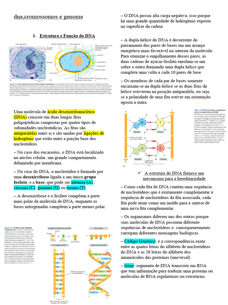 Estrutura e Função do DNA e Cromossomos | PDF | Cromossomo | DNA