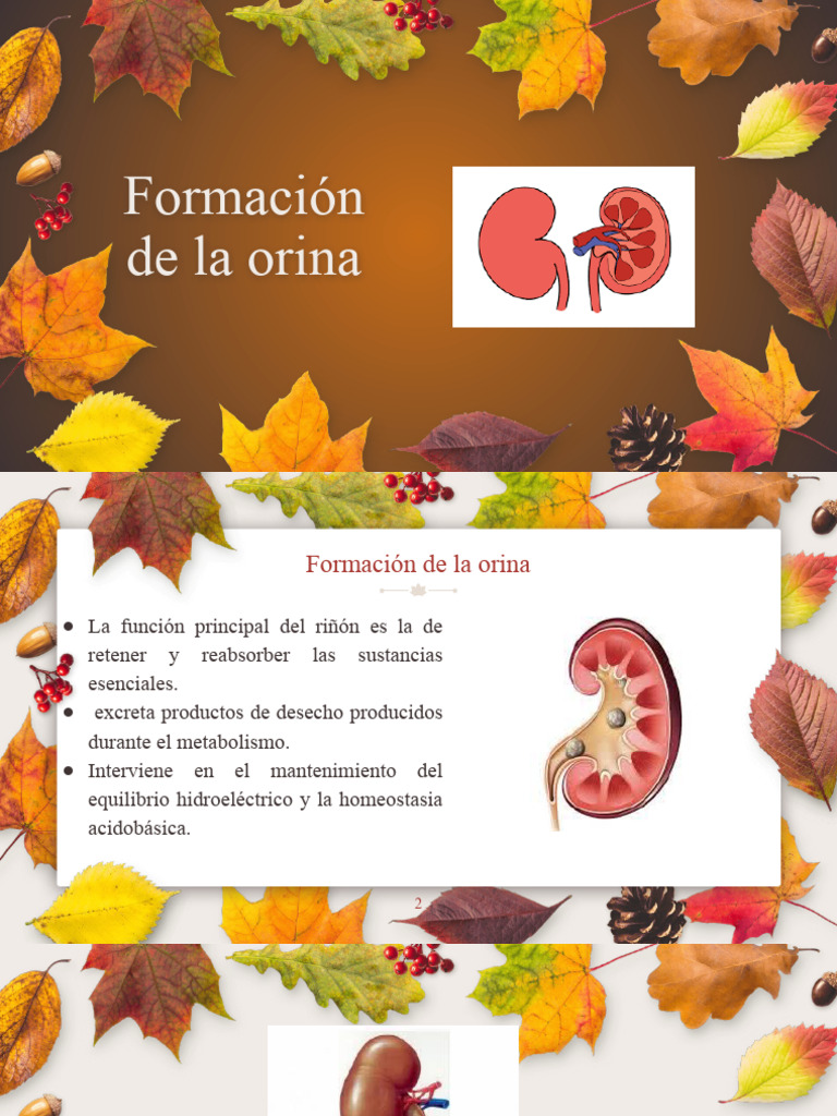 Formación de Orina | PDF | Orina | Riñón