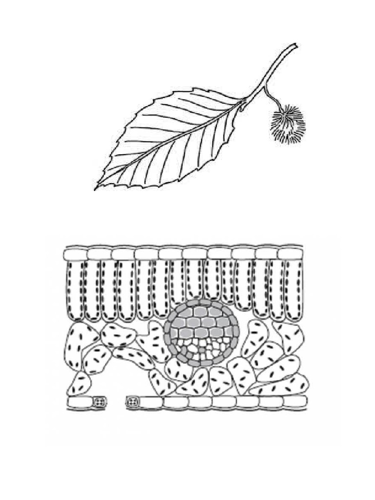 C2 F5 Diagrams Biology | PDF